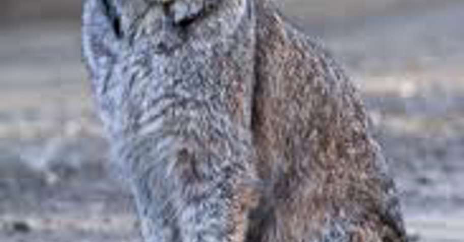 Lynx hunting trips - BookYourHunt.com