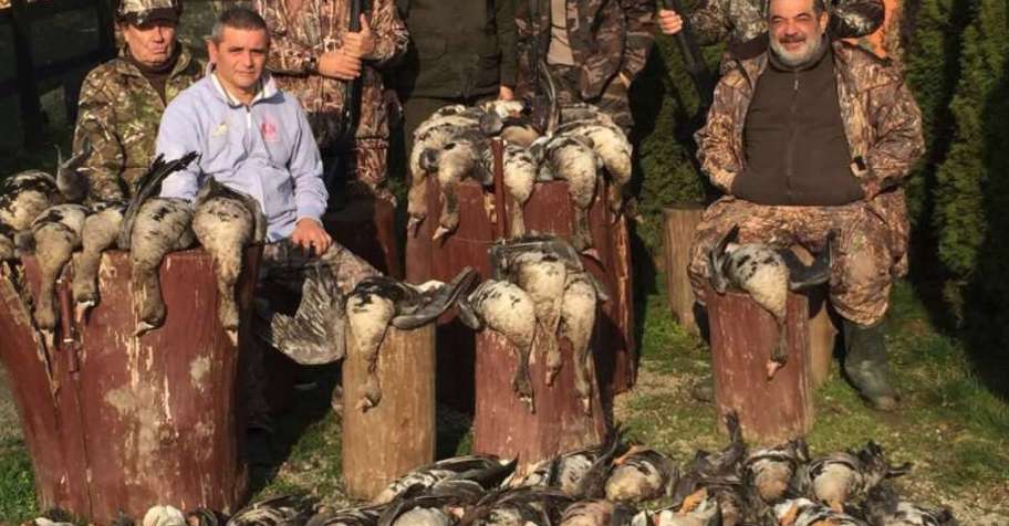 Barnacle Goose hunting trips - BookYourHunt.com