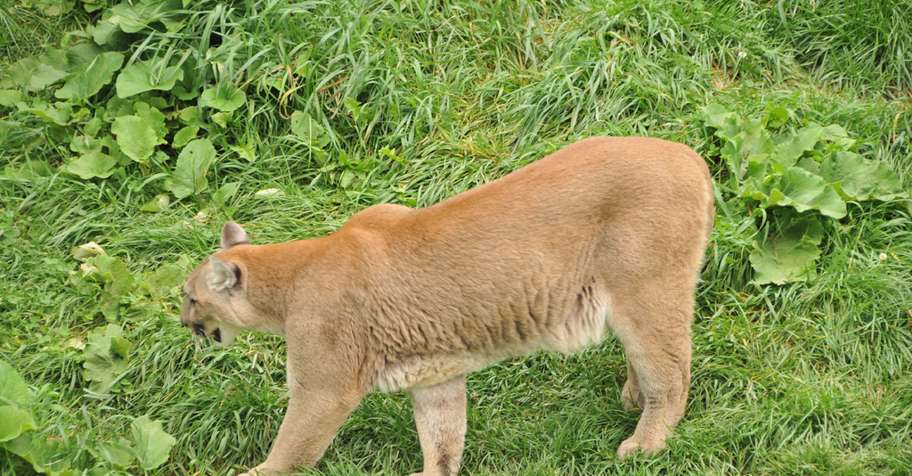Lynx hunting trips - BookYourHunt.com