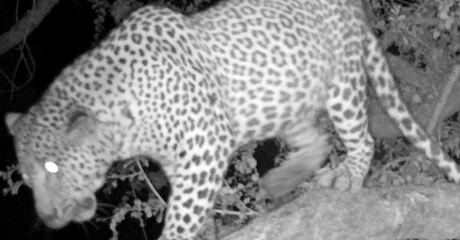 Zimbabwe hunting trips - BookYourHunt.com