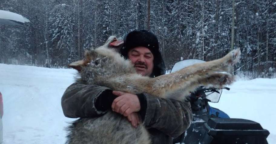 Wolf hunting trips - BookYourHunt.com