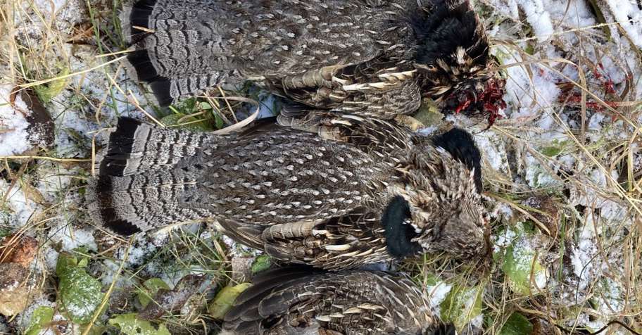 Alberta hunting trips - BookYourHunt.com
