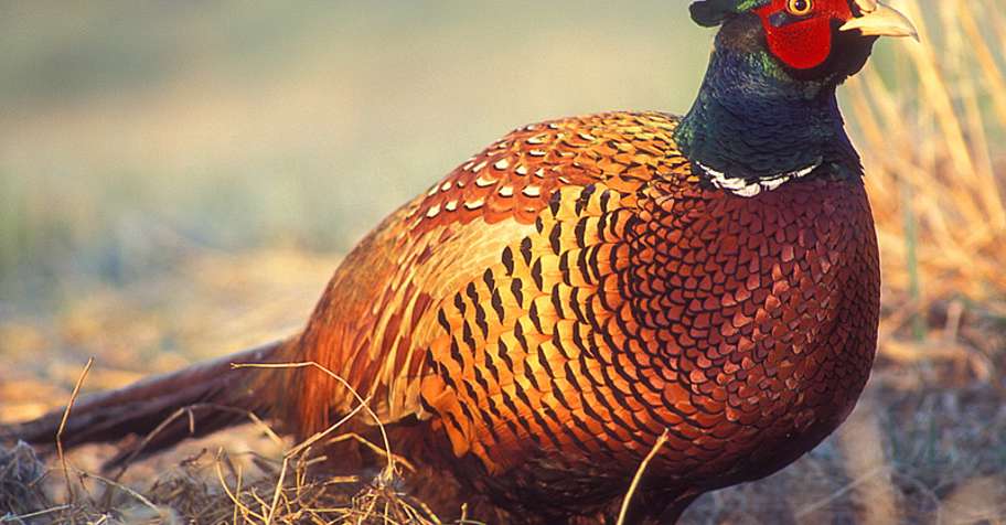 Pakistan hunting trips - BookYourHunt.com