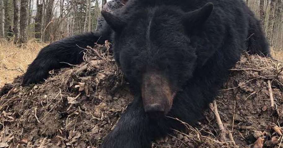 Bear hunting trips - BookYourHunt.com