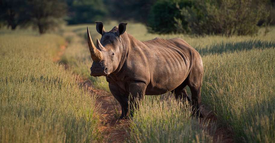 Rhino hunting trips - BookYourHunt.com