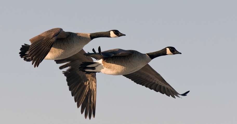 Poland hunting trips - BookYourHunt.com