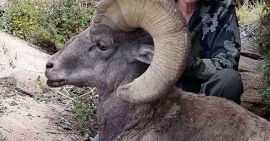 Bighorn Sheep hunting trips - BookYourHunt.com