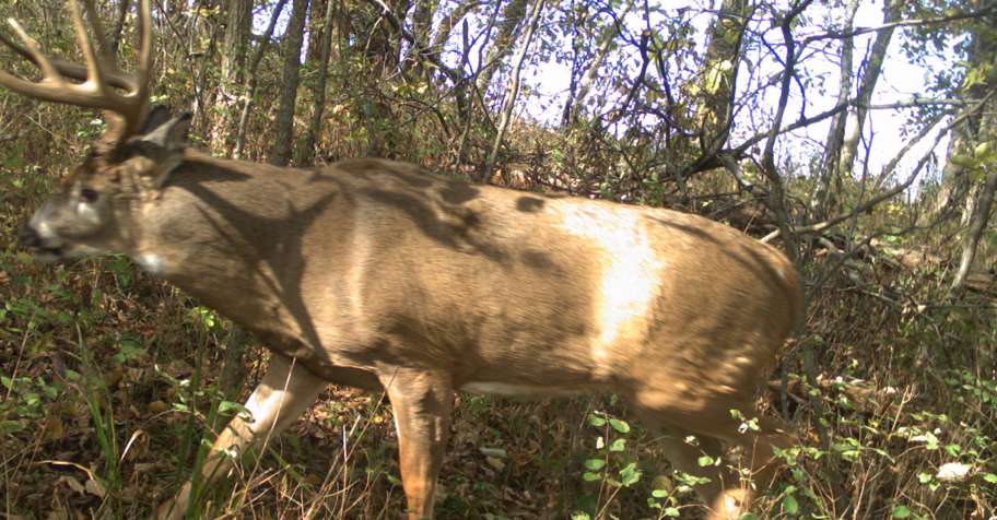 North America hunting trips - BookYourHunt.com