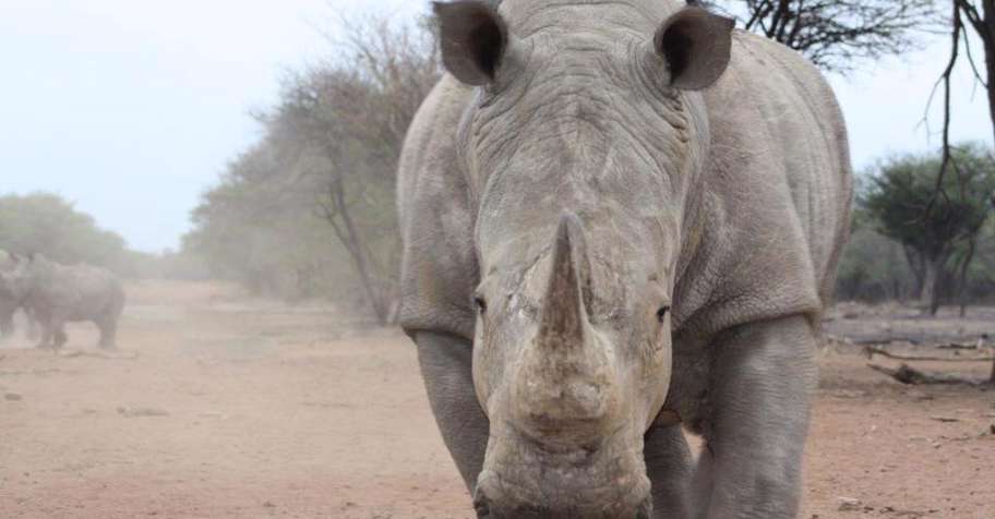 Rhino hunting trips - BookYourHunt.com