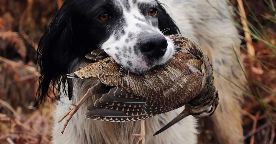 Ireland hunting trips - BookYourHunt.com