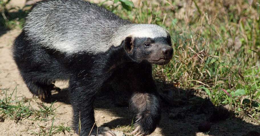 Honey Badger hunting trips - BookYourHunt.com