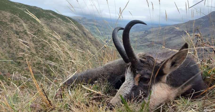 France hunting trips - BookYourHunt.com