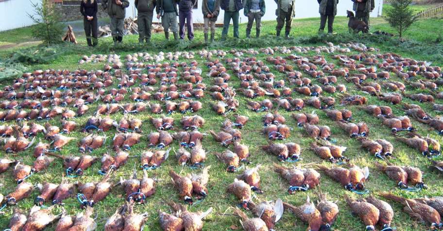 Czech Republic hunting trips - BookYourHunt.com