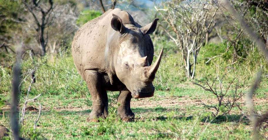Rhino hunting trips - BookYourHunt.com
