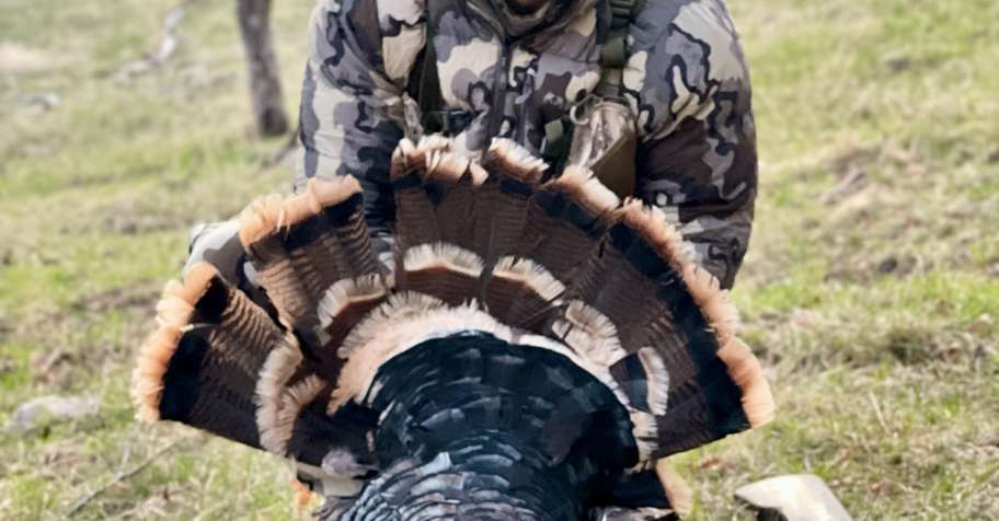 Merriam's Turkey hunting trips - BookYourHunt.com