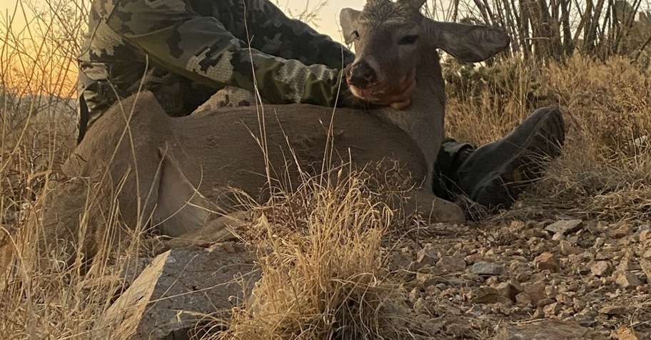 Arizona hunting trips - BookYourHunt.com