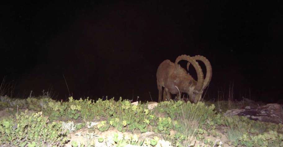 Asia hunting trips - BookYourHunt.com