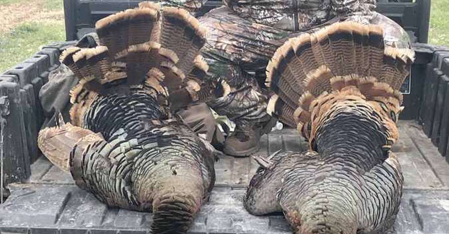 Texas Dall Sheep hunting trips - BookYourHunt.com