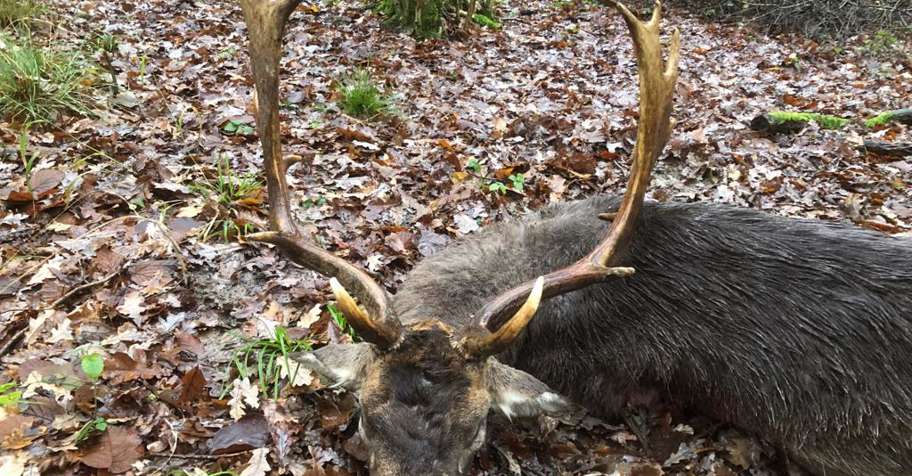 United Kingdom hunting trips - BookYourHunt.com