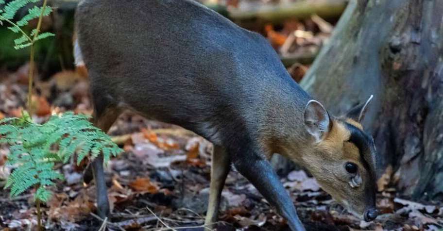 Muntjac Deer hunting trips - BookYourHunt.com