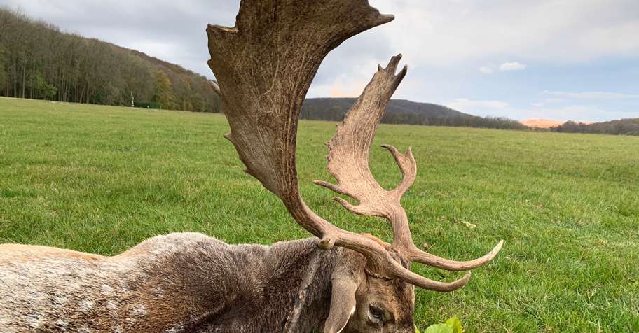 Slovakia hunting trips - BookYourHunt.com