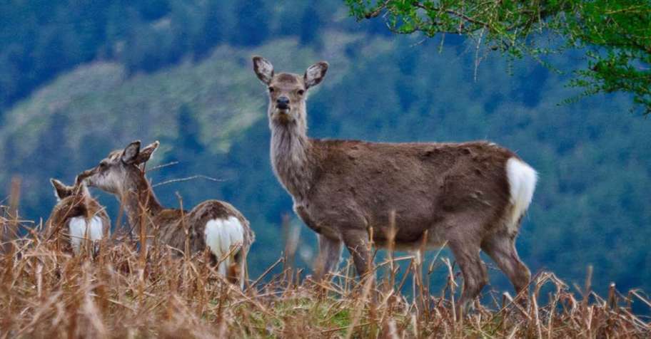 Ireland hunting trips - BookYourHunt.com