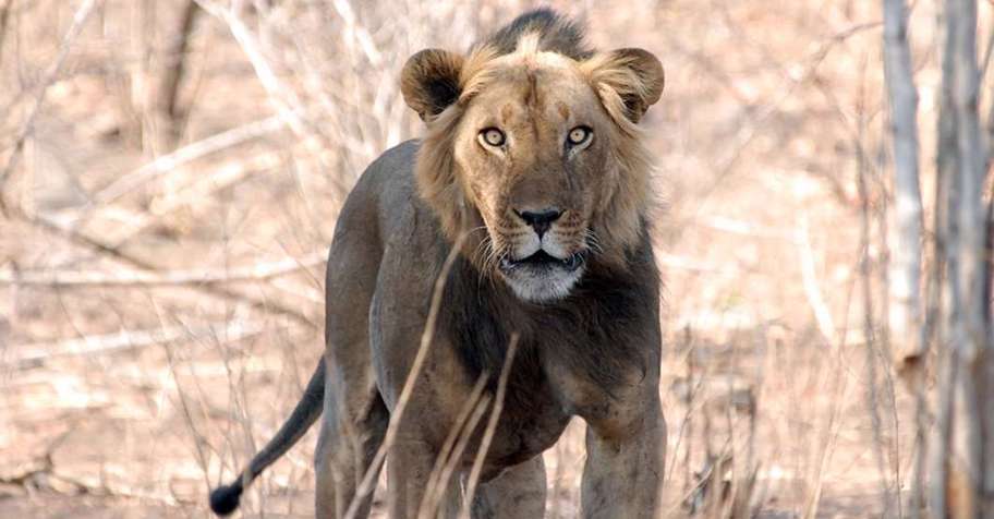 Lion hunting trips - BookYourHunt.com