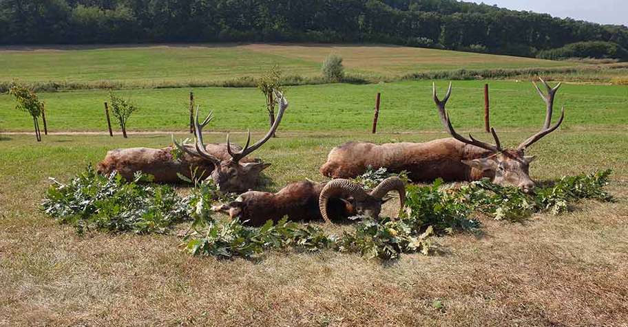 Europe hunting trips - BookYourHunt.com