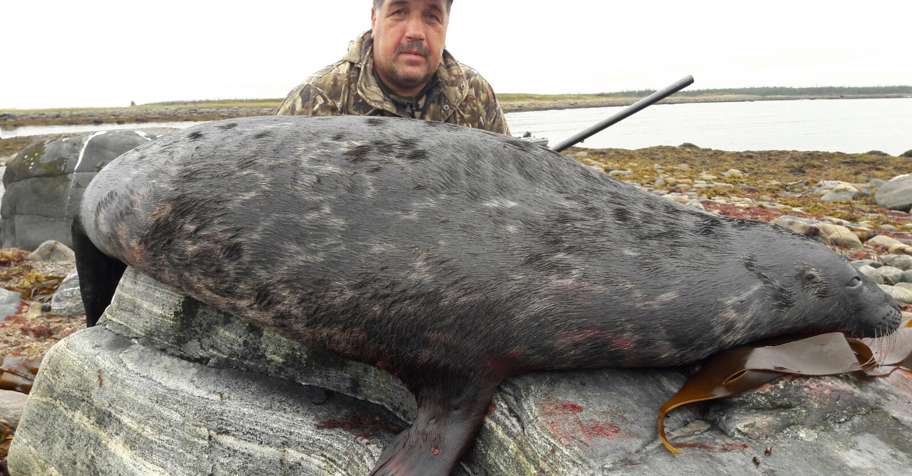 Seal hunting trips - BookYourHunt.com