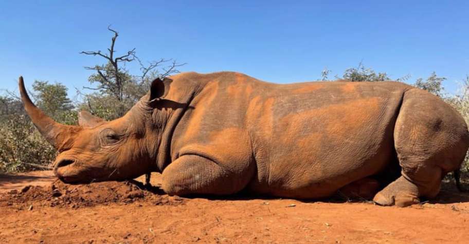 Rhino hunting trips - BookYourHunt.com