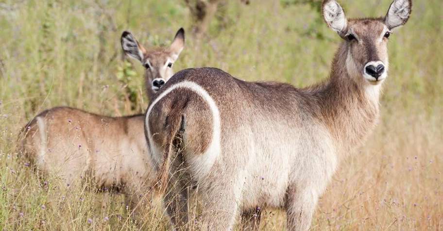 Botswana hunting trips - BookYourHunt.com