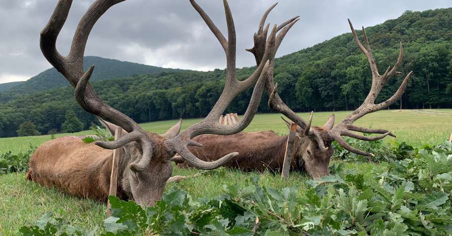 Slovakia hunting trips - BookYourHunt.com