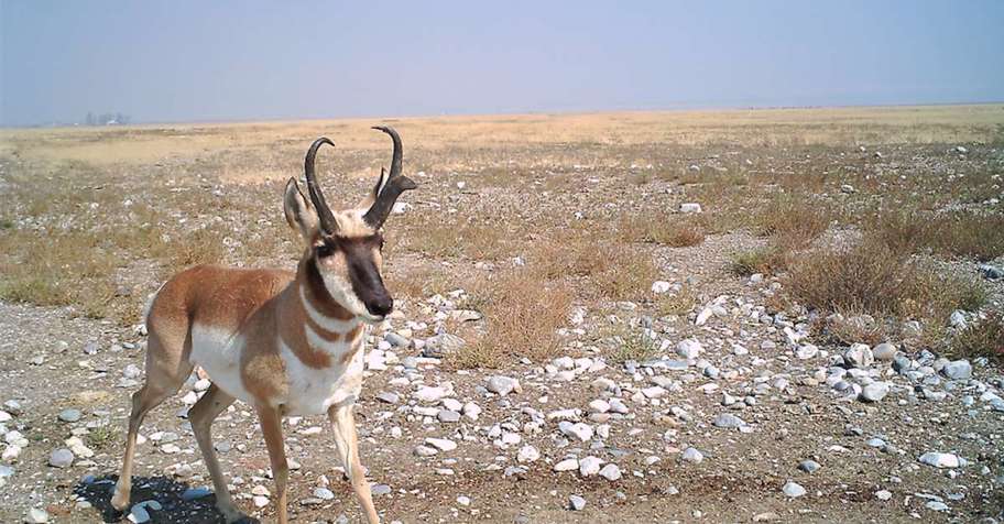Pronghorn Antelope hunting trips - BookYourHunt.com