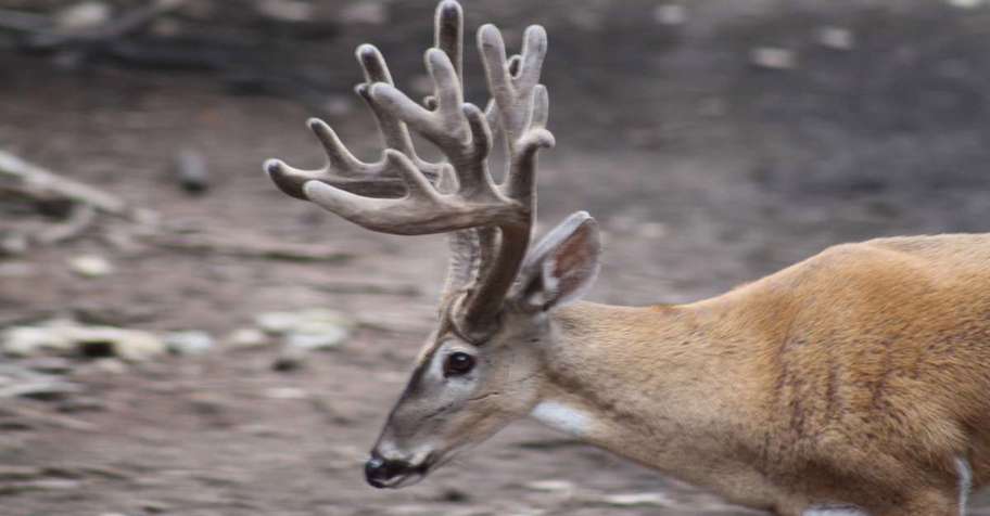 White-Tailed Deer hunting trips - BookYourHunt.com