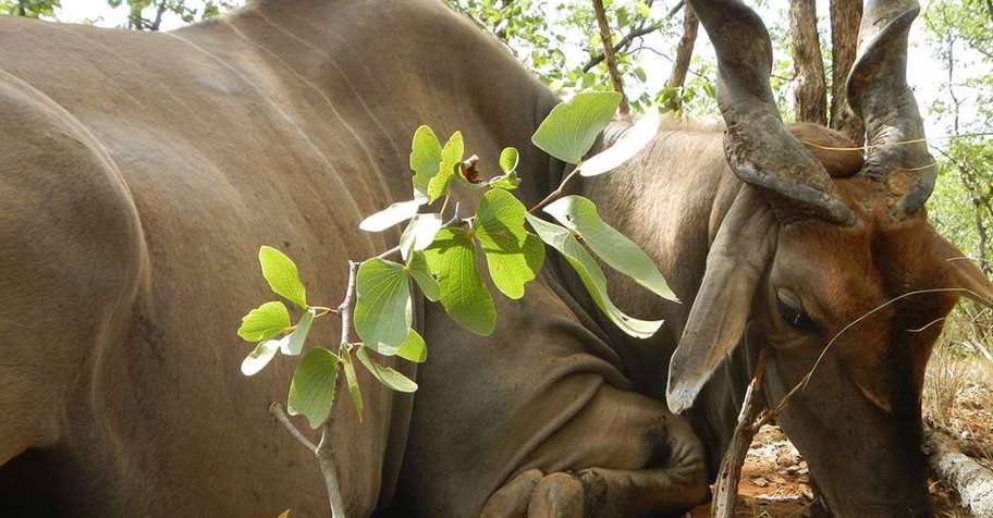 Zimbabwe hunting trips - BookYourHunt.com