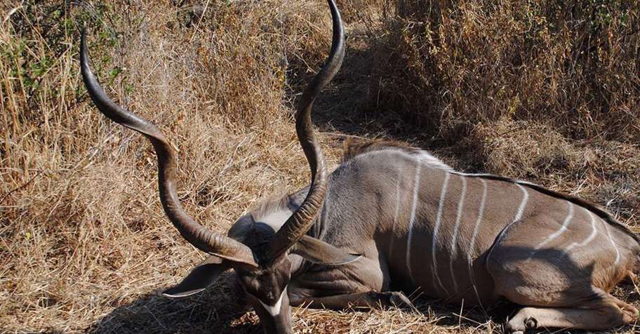 Zimbabwe hunting trips - BookYourHunt.com