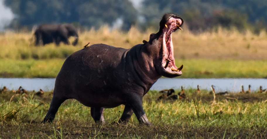Hippo hunting trips - BookYourHunt.com
