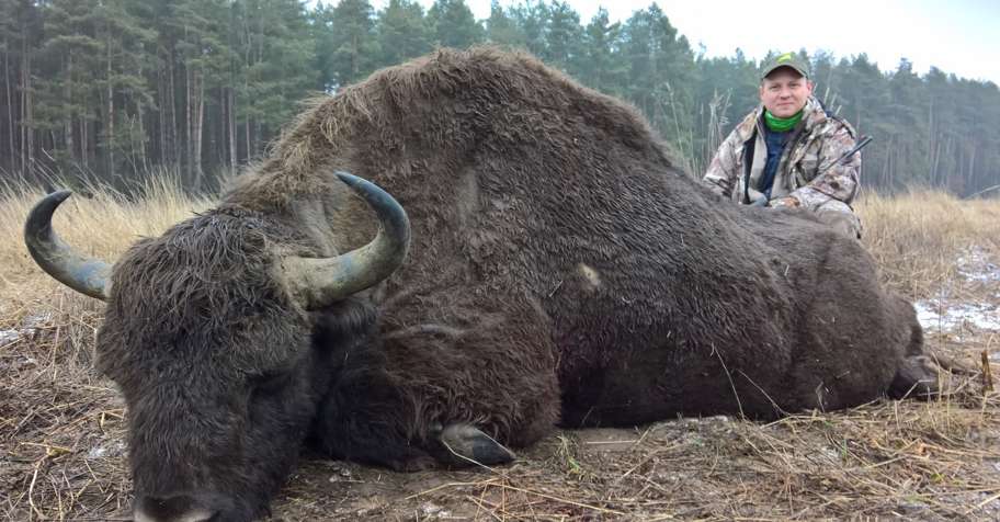 Bison hunting trips - BookYourHunt.com