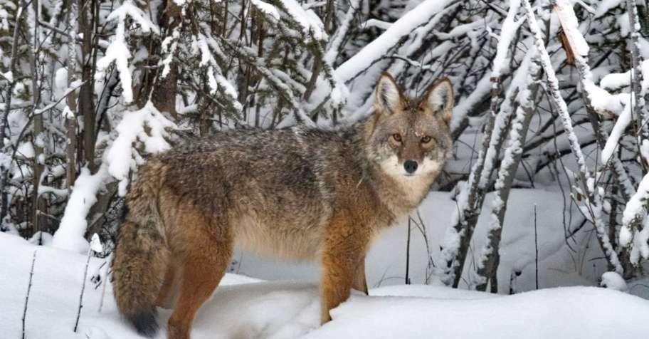 Lynx hunting trips - BookYourHunt.com