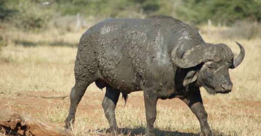 Hunting trips from DaggaBoy Safaris South Africa - BookYourHunt.com