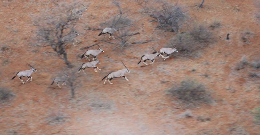 Vervet Monkey hunting trips - BookYourHunt.com
