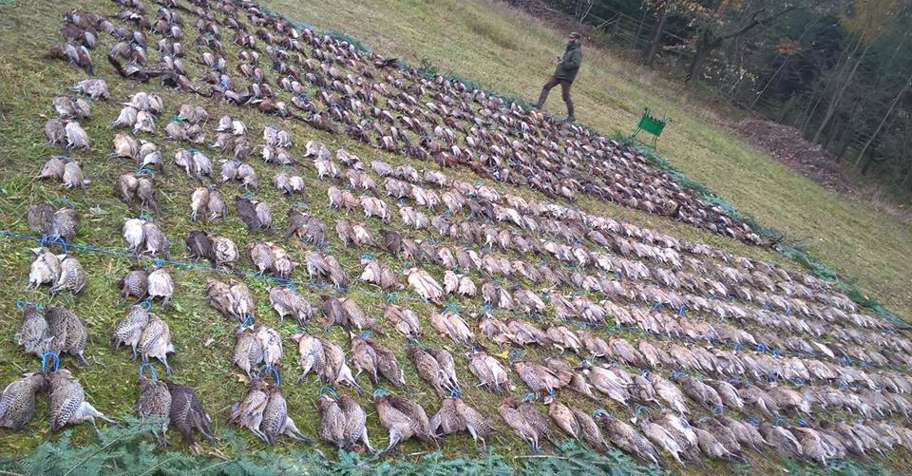Czech Republic hunting trips - BookYourHunt.com