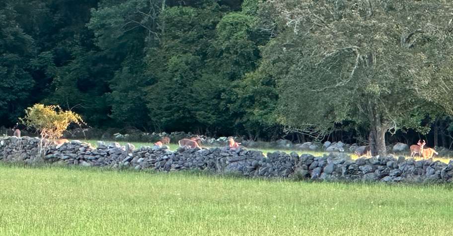 Rhode Island hunting trips - BookYourHunt.com