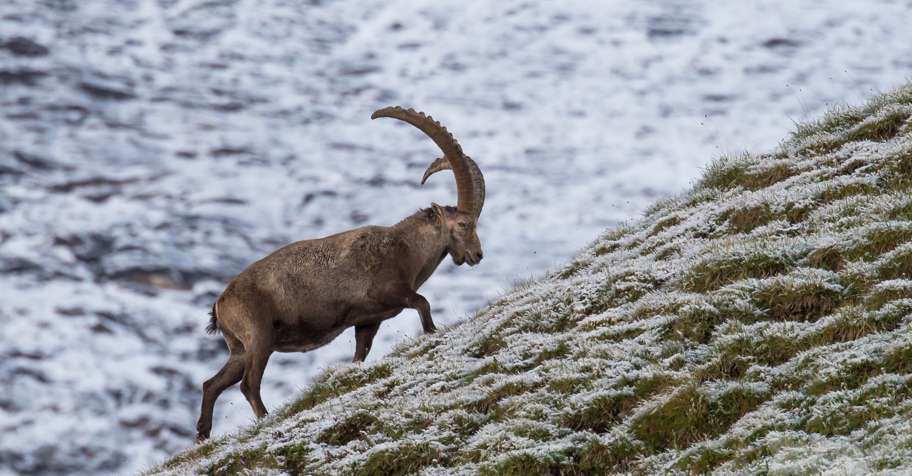 Alpine Ibex hunting trips - BookYourHunt.com