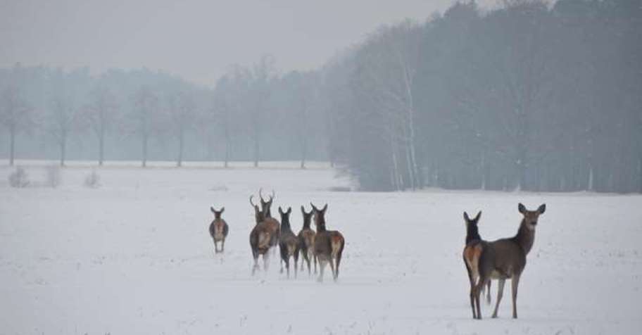 Poland hunting trips - BookYourHunt.com