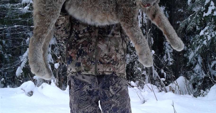 Lynx hunting trips - BookYourHunt.com