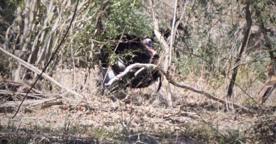 Self-guided hunting trips - BookYourHunt.com