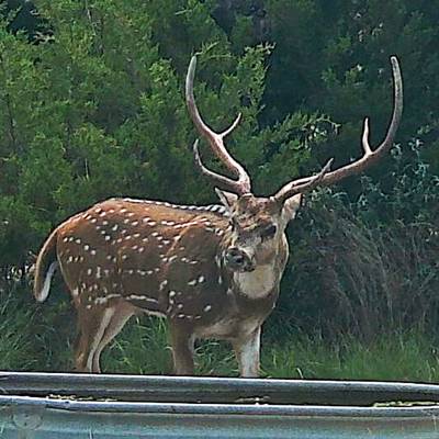 Axis deer hunting in United States - BookYourHunt.com