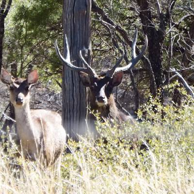 Camel hunting in Australia - BookYourHunt.com