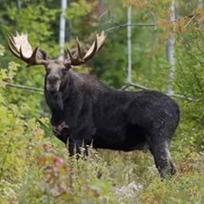 Moose hunting in Russia - BookYourHunt.com